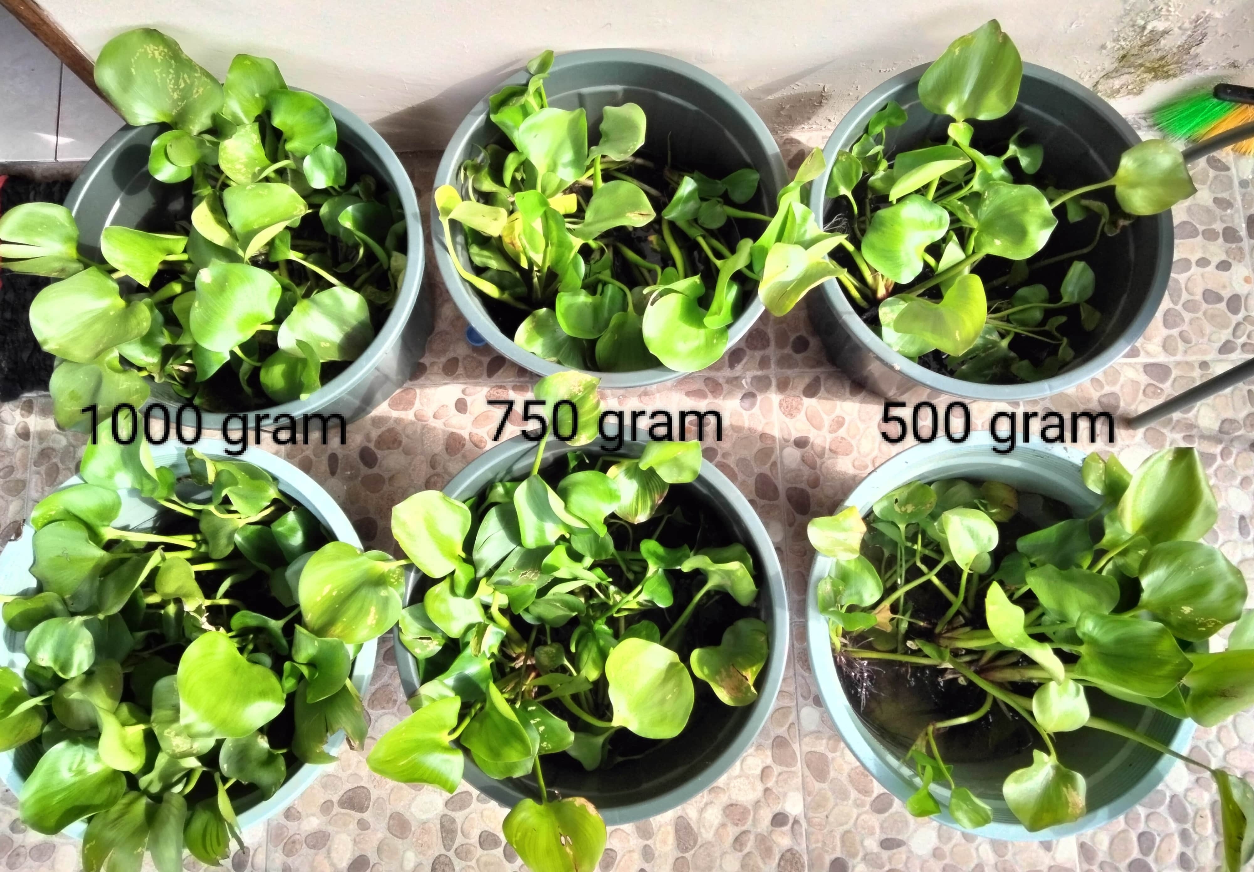 Tanaman Eceng Gondok, Agen Fitoremediasi Pengolah Limbah Cair Domestik ...